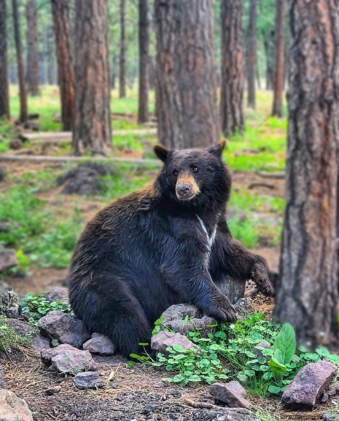 Lacey's Bearizona Adventure - Team Gleason